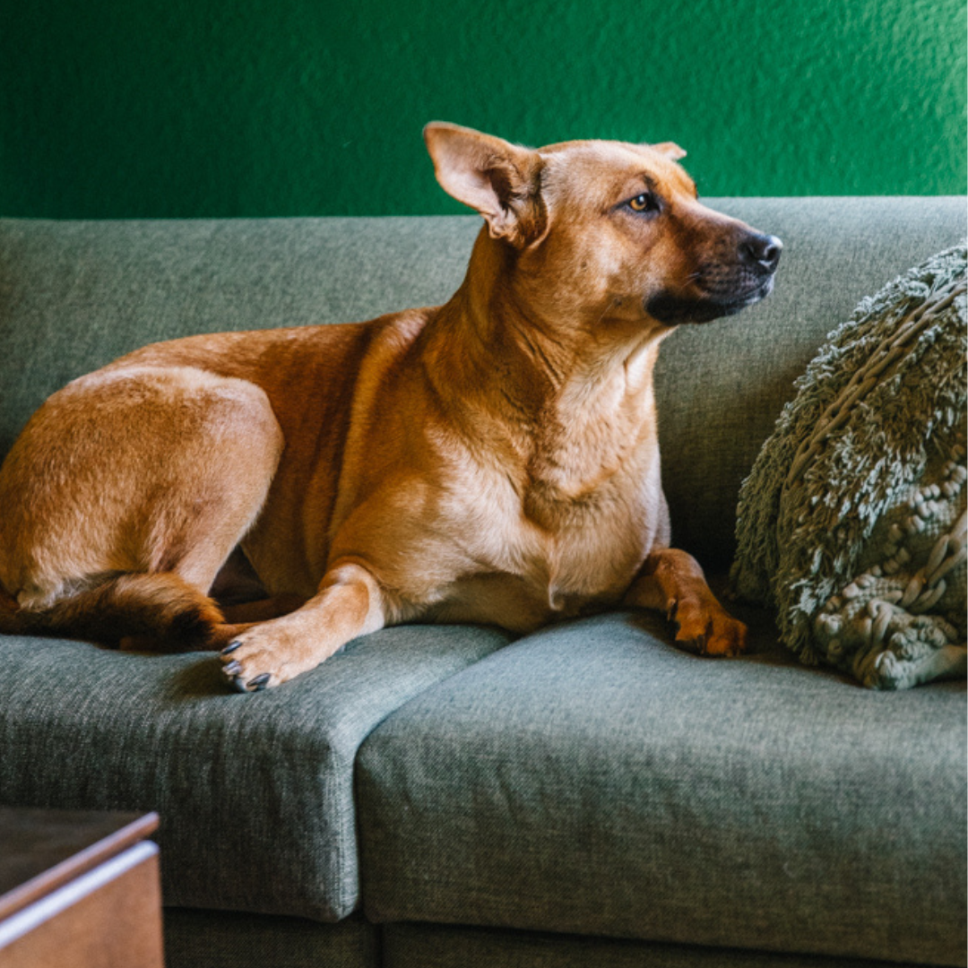 whimsy homes - home page images emma dog - whimsyhomes.com